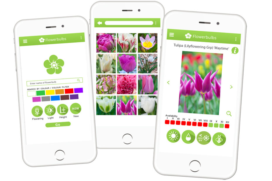 Bloembollen App – All About Tulips | Frans Roozen